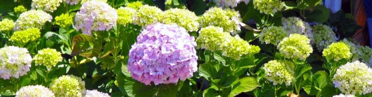 110+ Little Things That Bring Joy Into Your Life - Joyful State of Mind