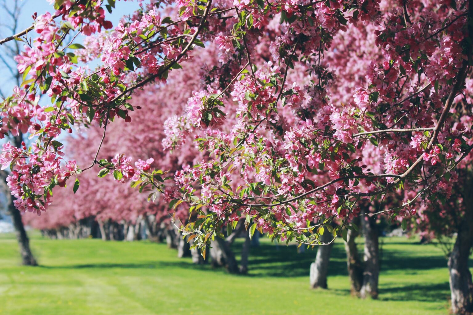 31 Uplifting Spring Quotes to Brighten Your Day - Joyful State of Mind